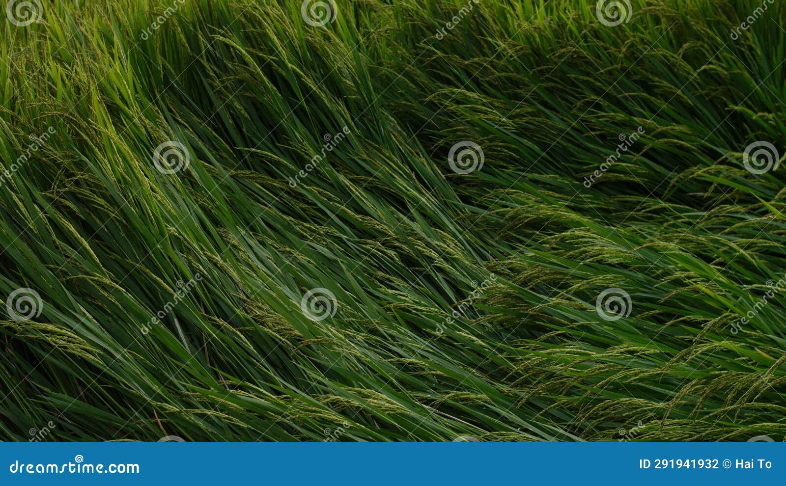 Rice spikes of paddy field stock photo. Image of prairie - 291941932