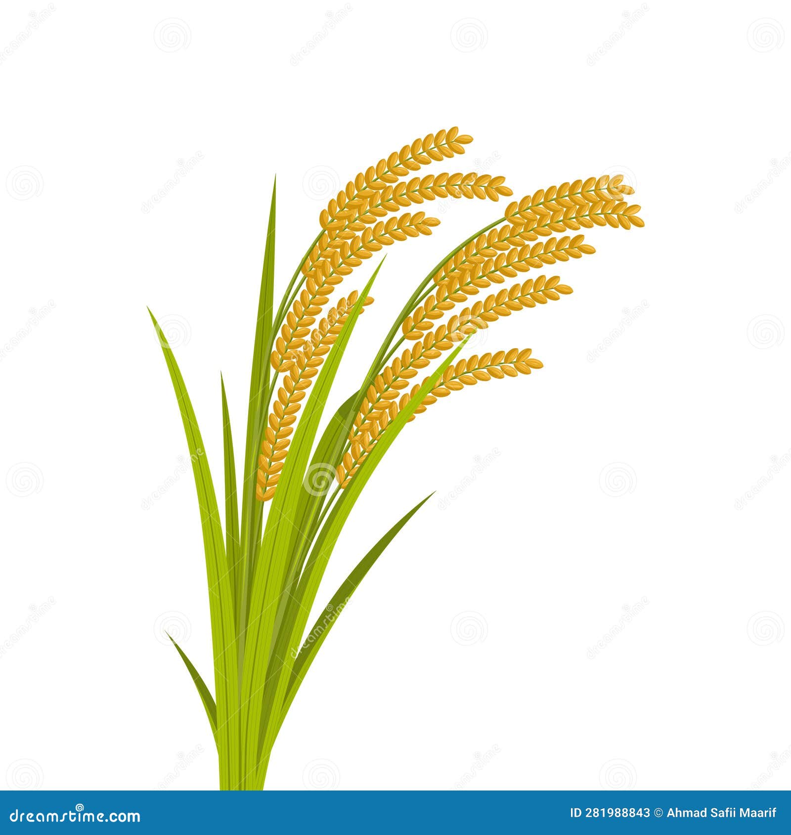 Rice Spikes, Stem with Leaves, Vector Illustration Stock Vector ...