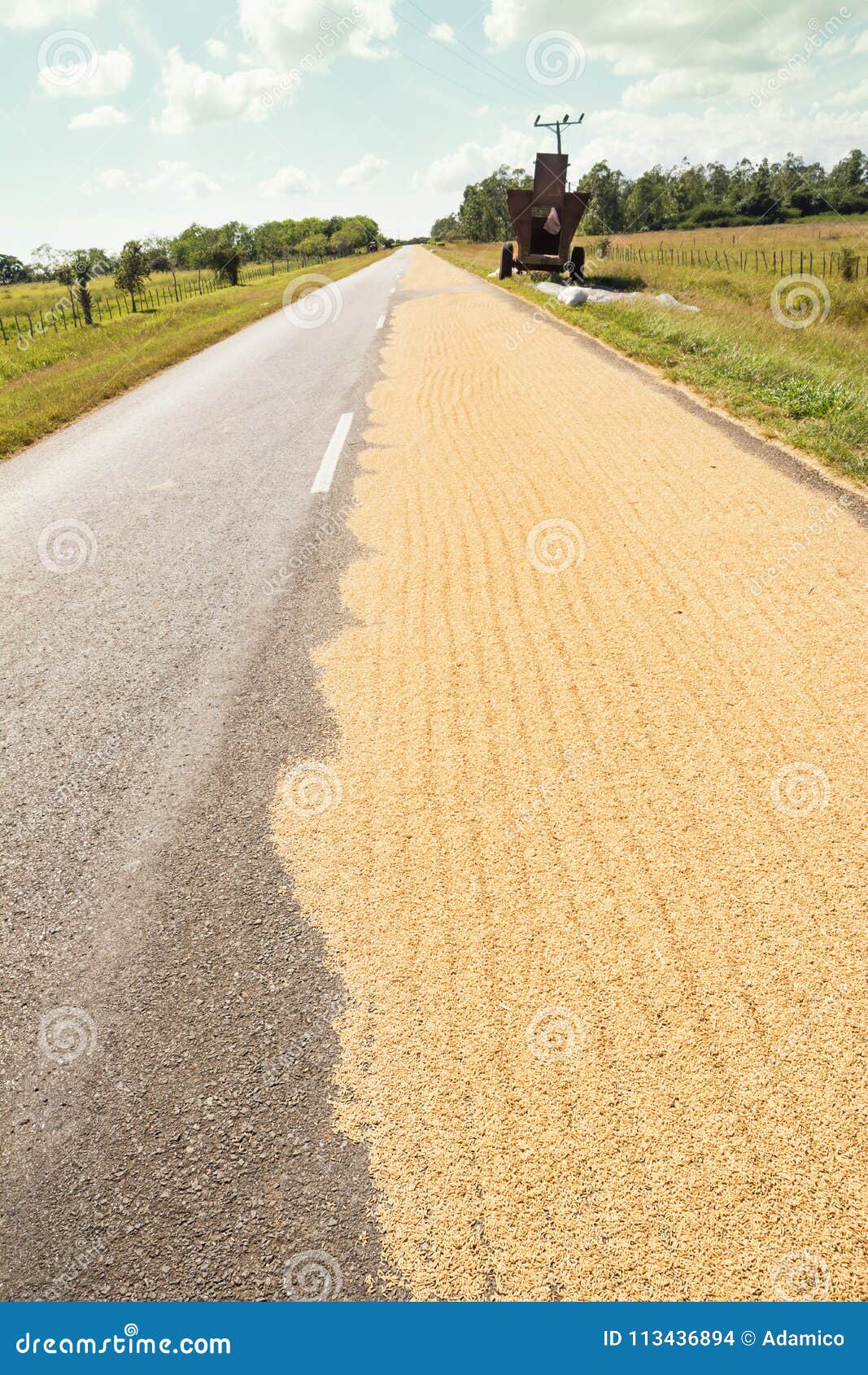 Rice Spread To Dry on the Asphalt in Cuba Stock Photo - Image of cuban ...