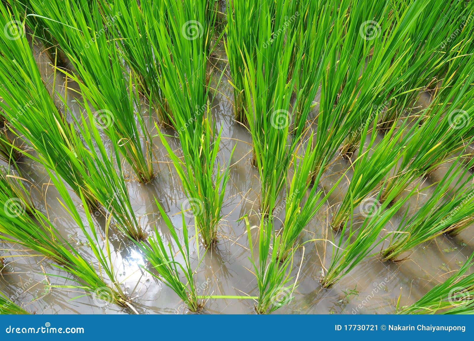 The Rice Sprout stock image. Image of java, territory - 17730721