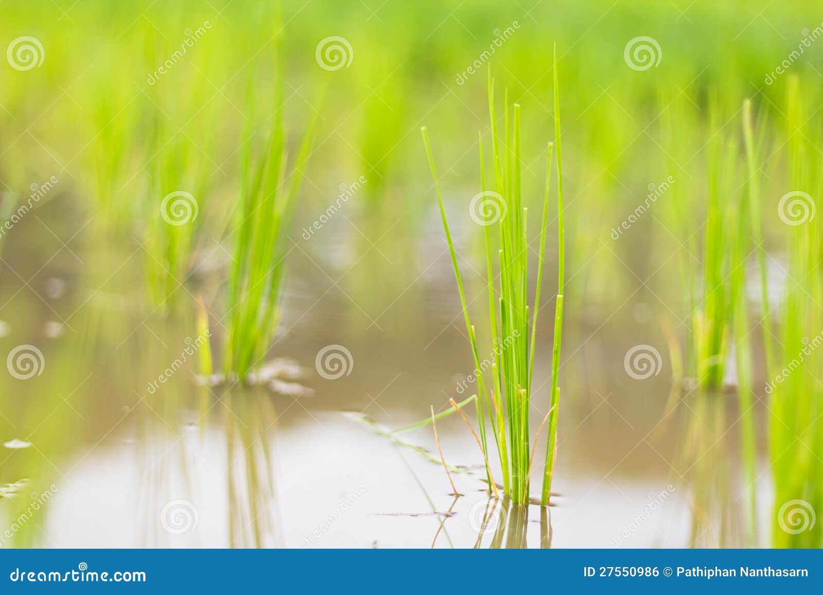 Rice sprout stock photo. Image of asia, environment, rural - 27550986