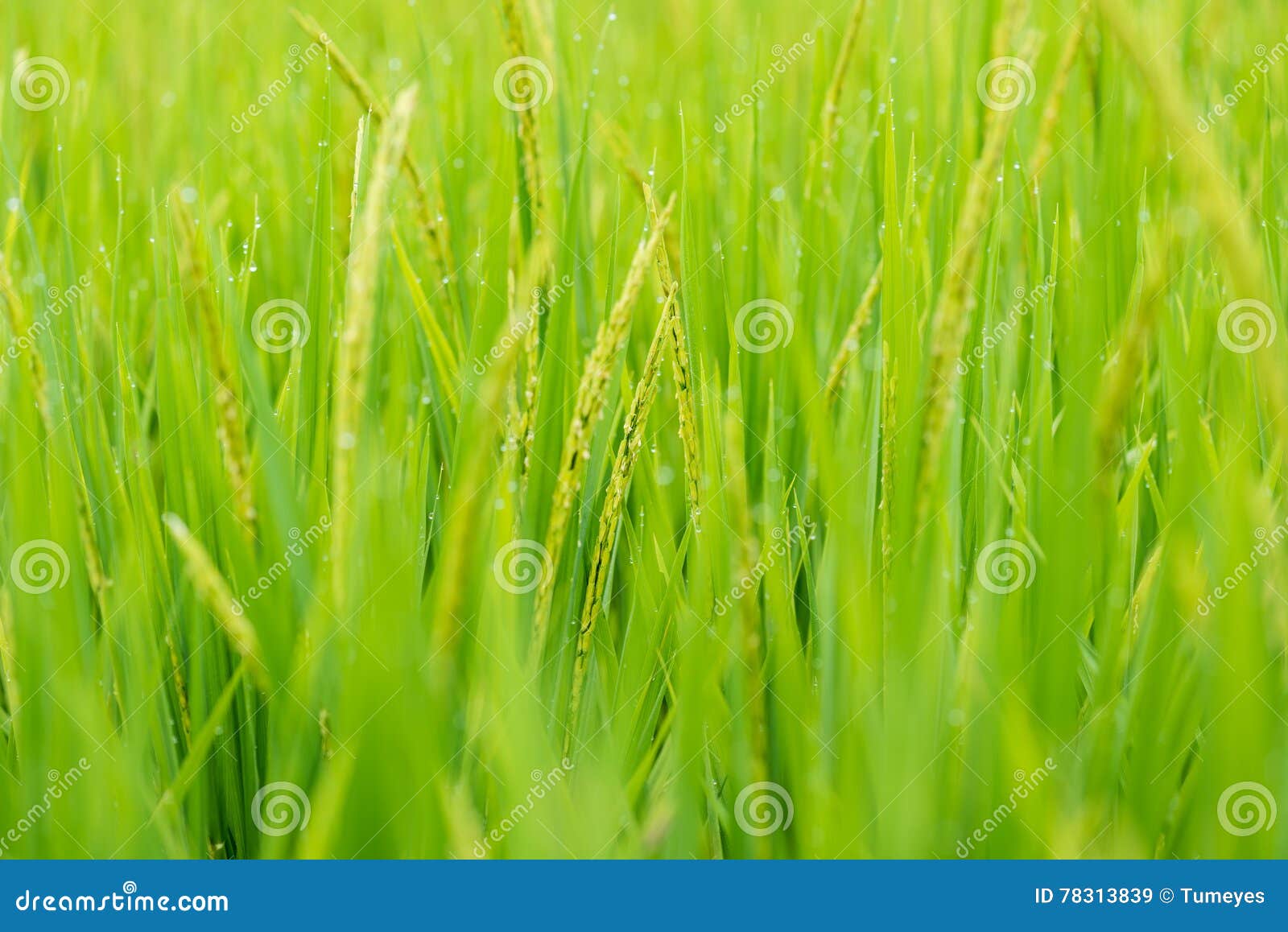 Rice Sprout Ready To Growing in the Rice Field. Stock Image - Image of ...