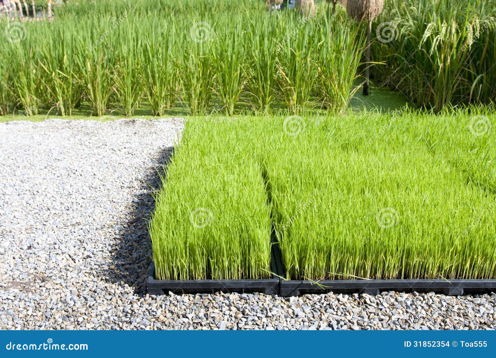 Rice Sprout in Tray for Planting Stock Photo - Image of landscape ...