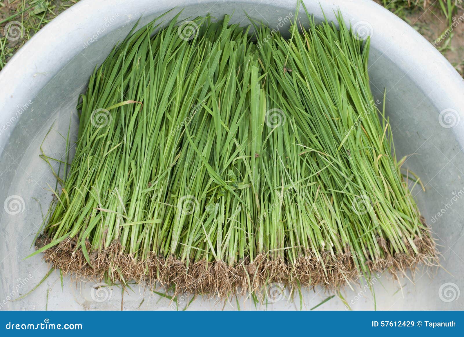 Rice sprouts stock image. Image of organic, nature, rice - 57612429