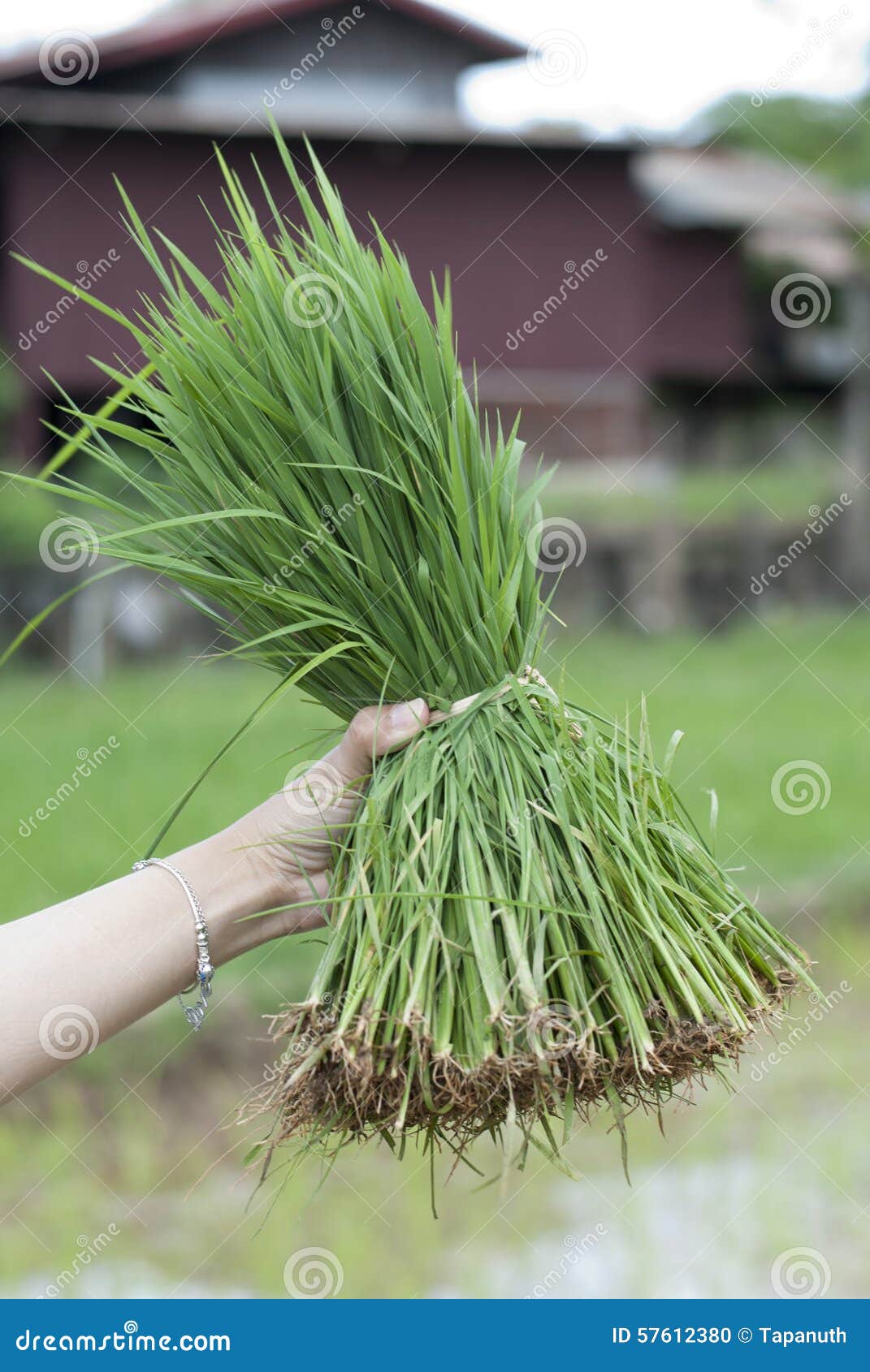 Rice sprouts in bundles stock photo. Image of organic - 57612380