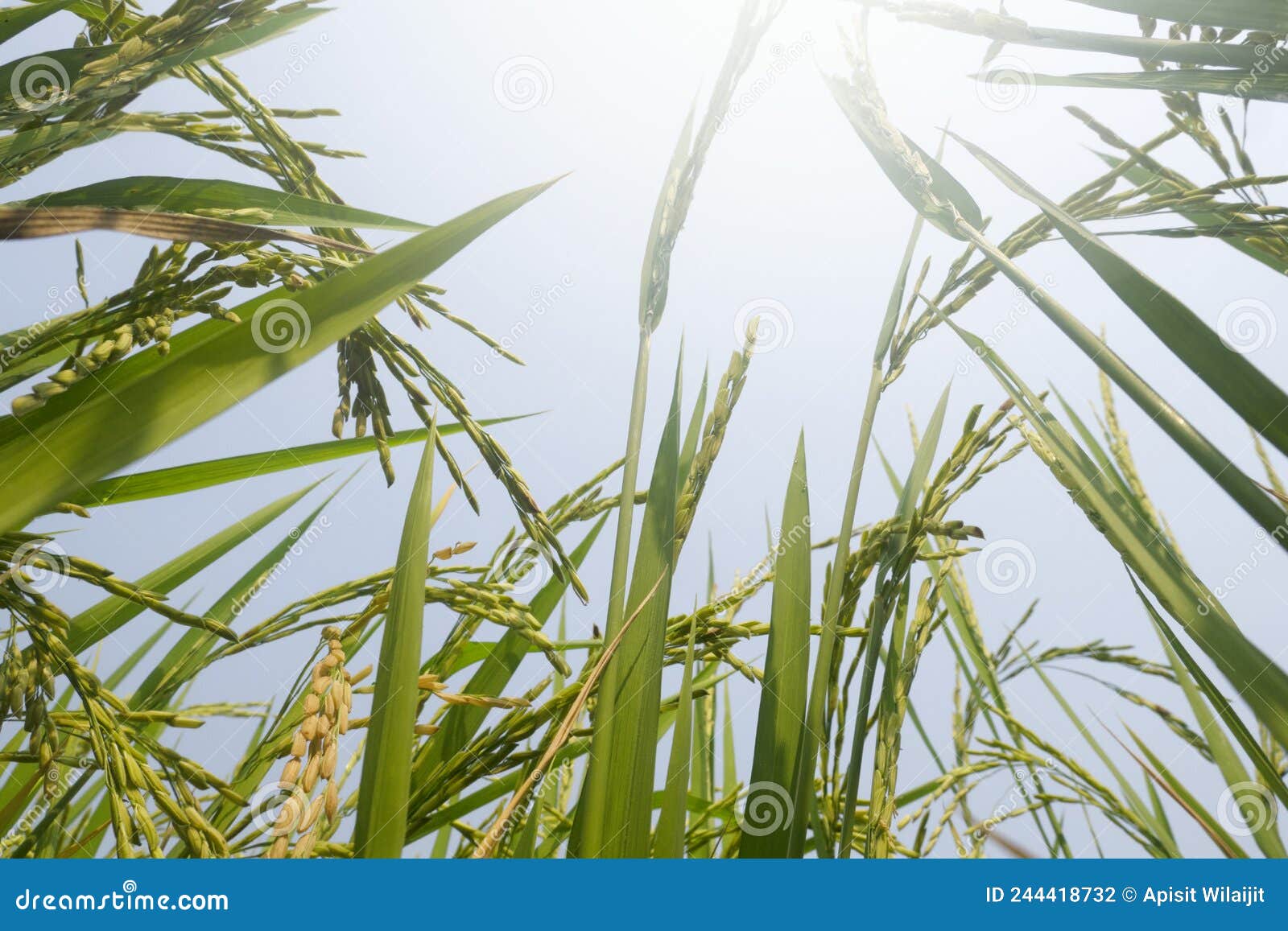 Rice Sprouts in Paddy Field. Stock Photo - Image of movement, close ...