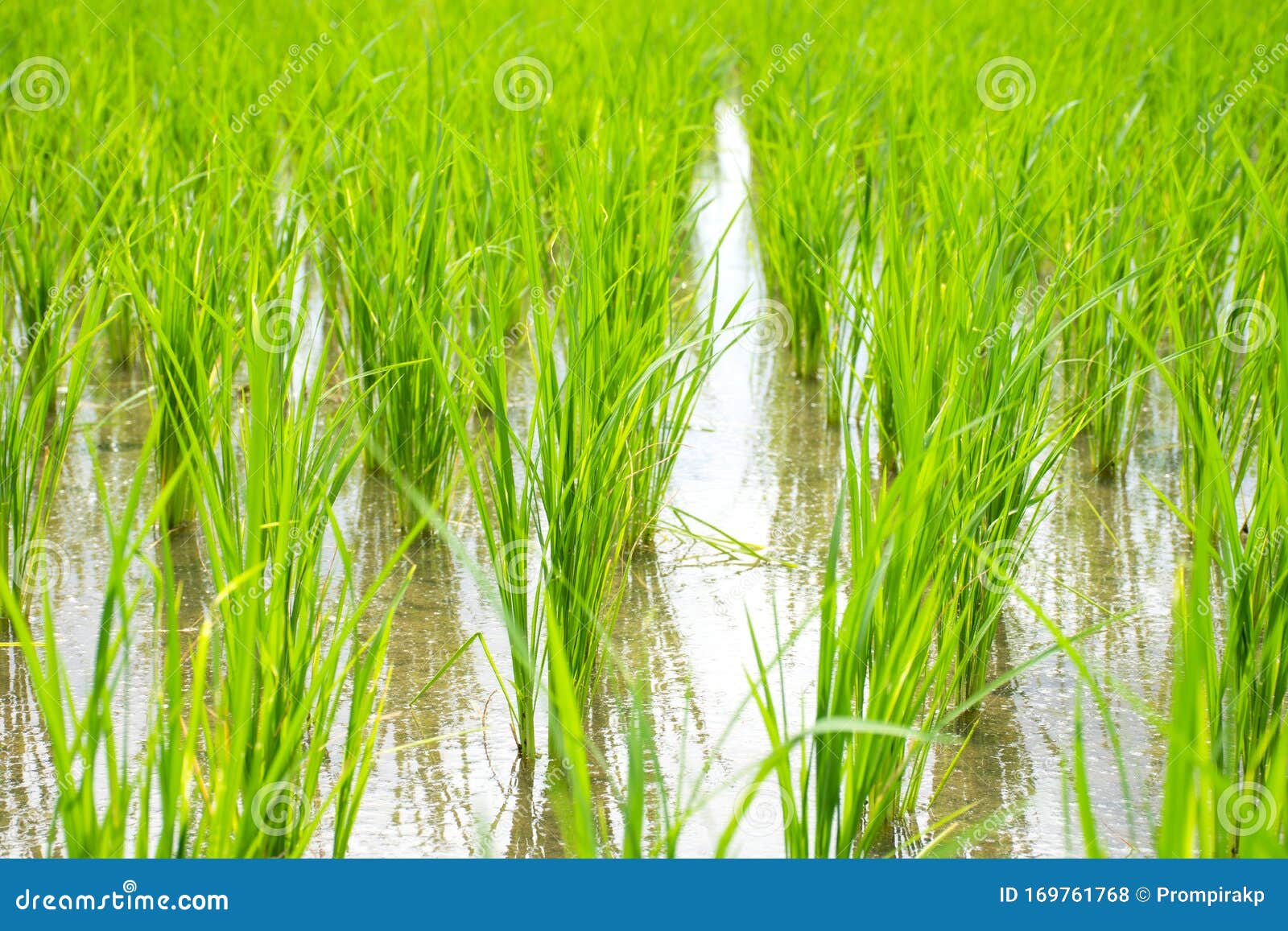 Rice Sprouts Plant Growth in Rice Field Stock Photo - Image of asian ...