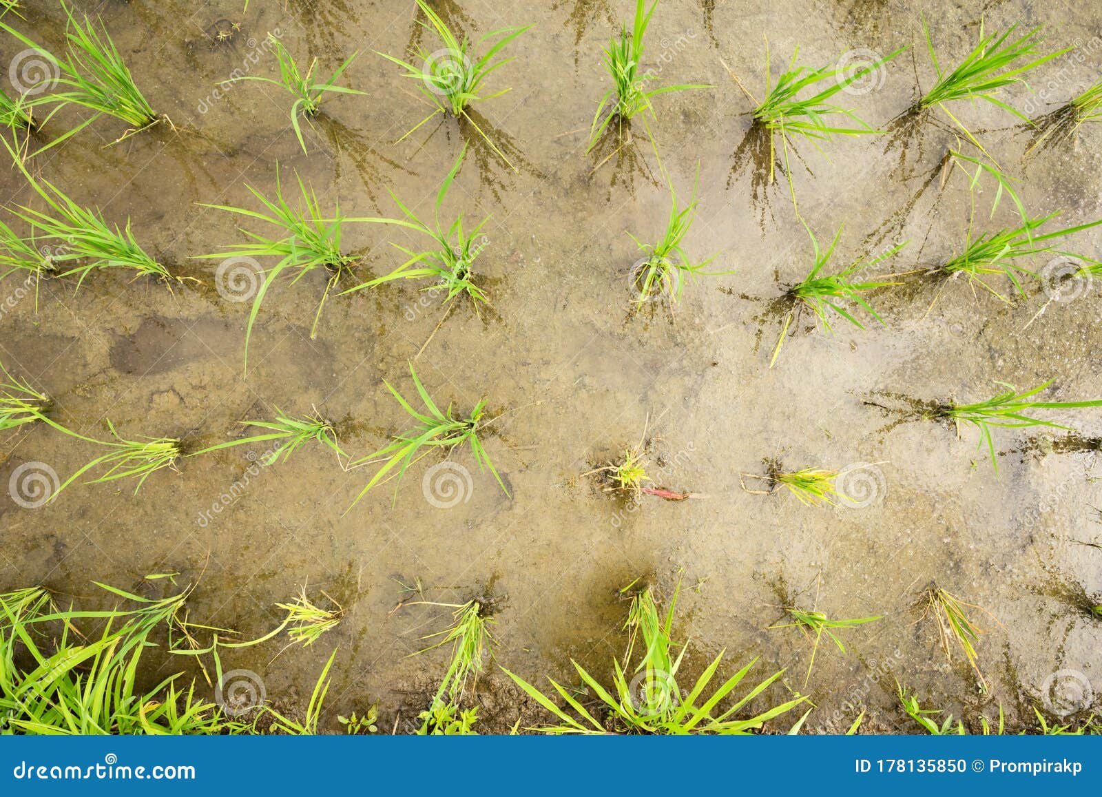 Rice Sprouts Plant Growth in Rice Field Top View Angle Stock Photo ...