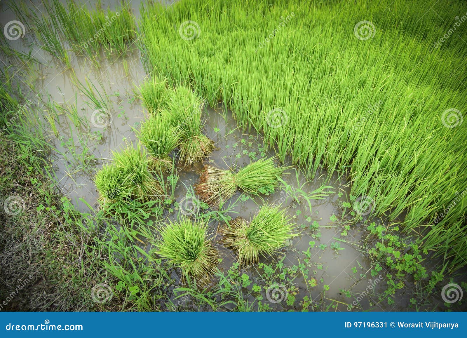 Rice Sprouts Rice Seedlings Stock Image - Image of horticulture, hill ...
