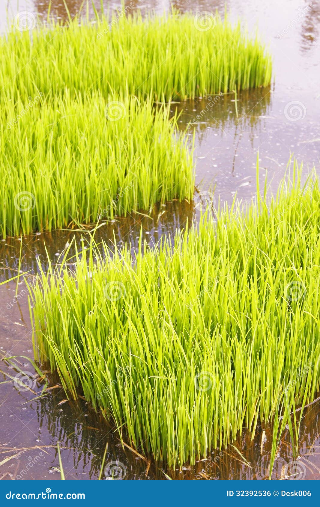 Rice sprouts stock photo. Image of field, country, countryside - 32392536