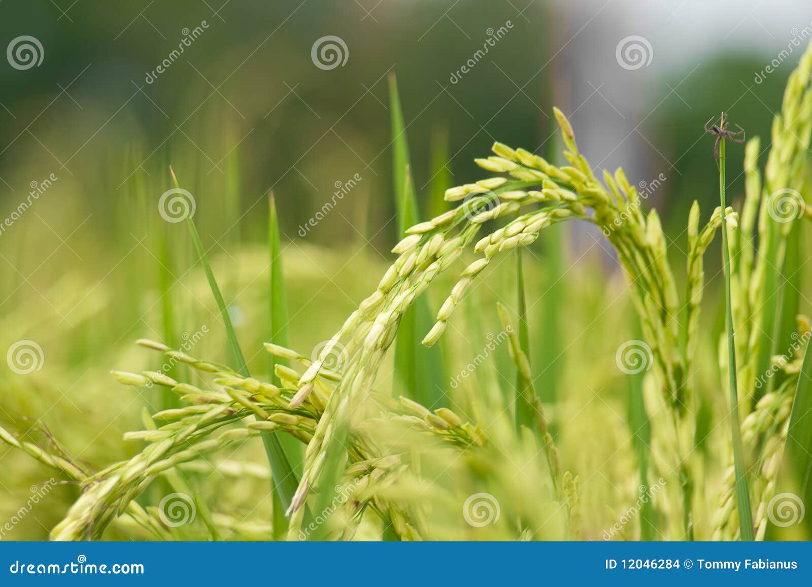 Rice Stalk stock photo. Image of stalk, field, plant - 12046284