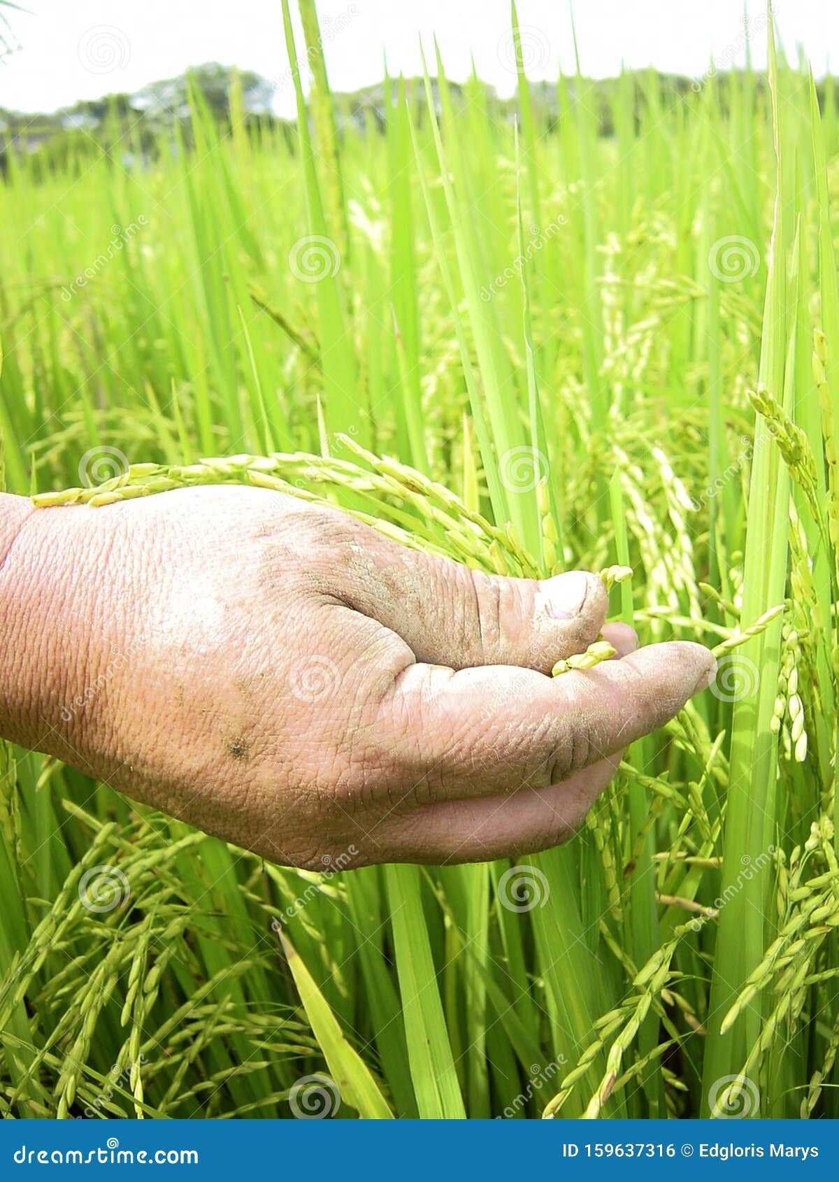 Rice stalk on hand stock photo. Image of agriculture - 159637316