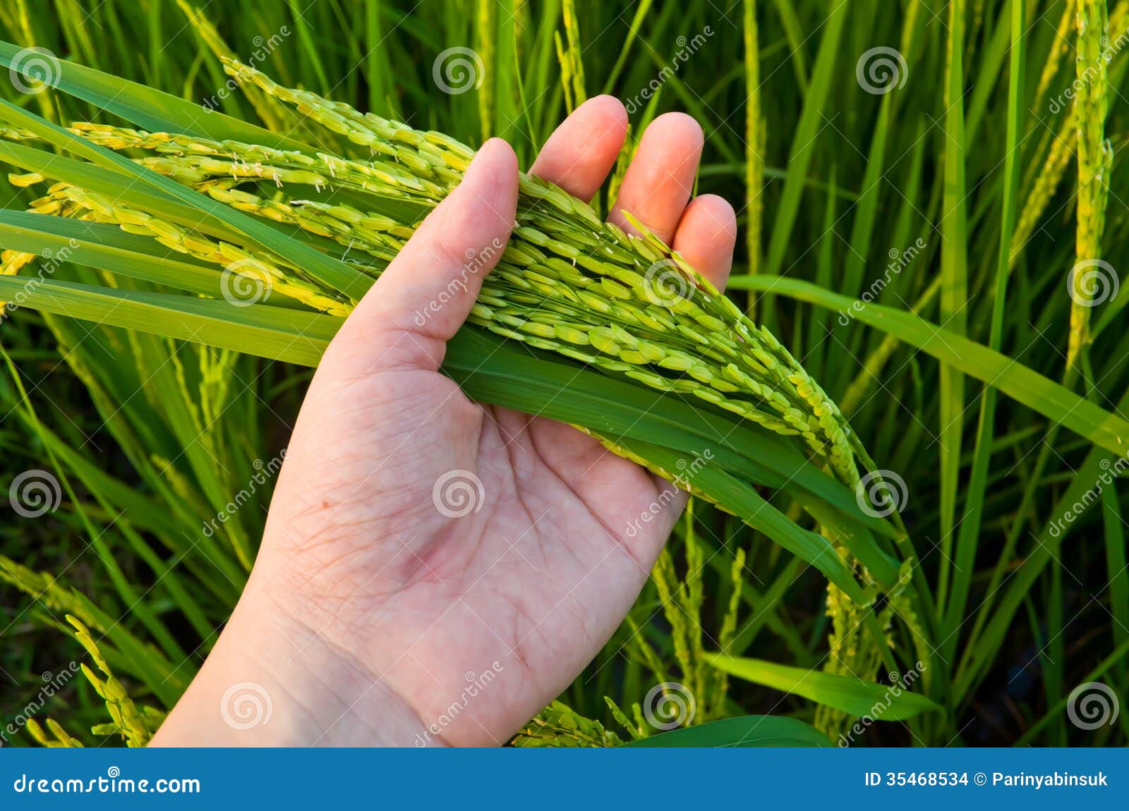 Rice Stalk on Hand stock photo. Image of fresh, farmer - 35468534