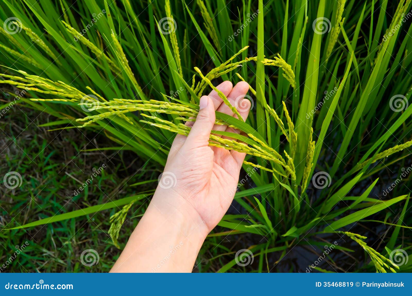 Rice Stalk on Hand stock image. Image of clouds, brightly - 35468819