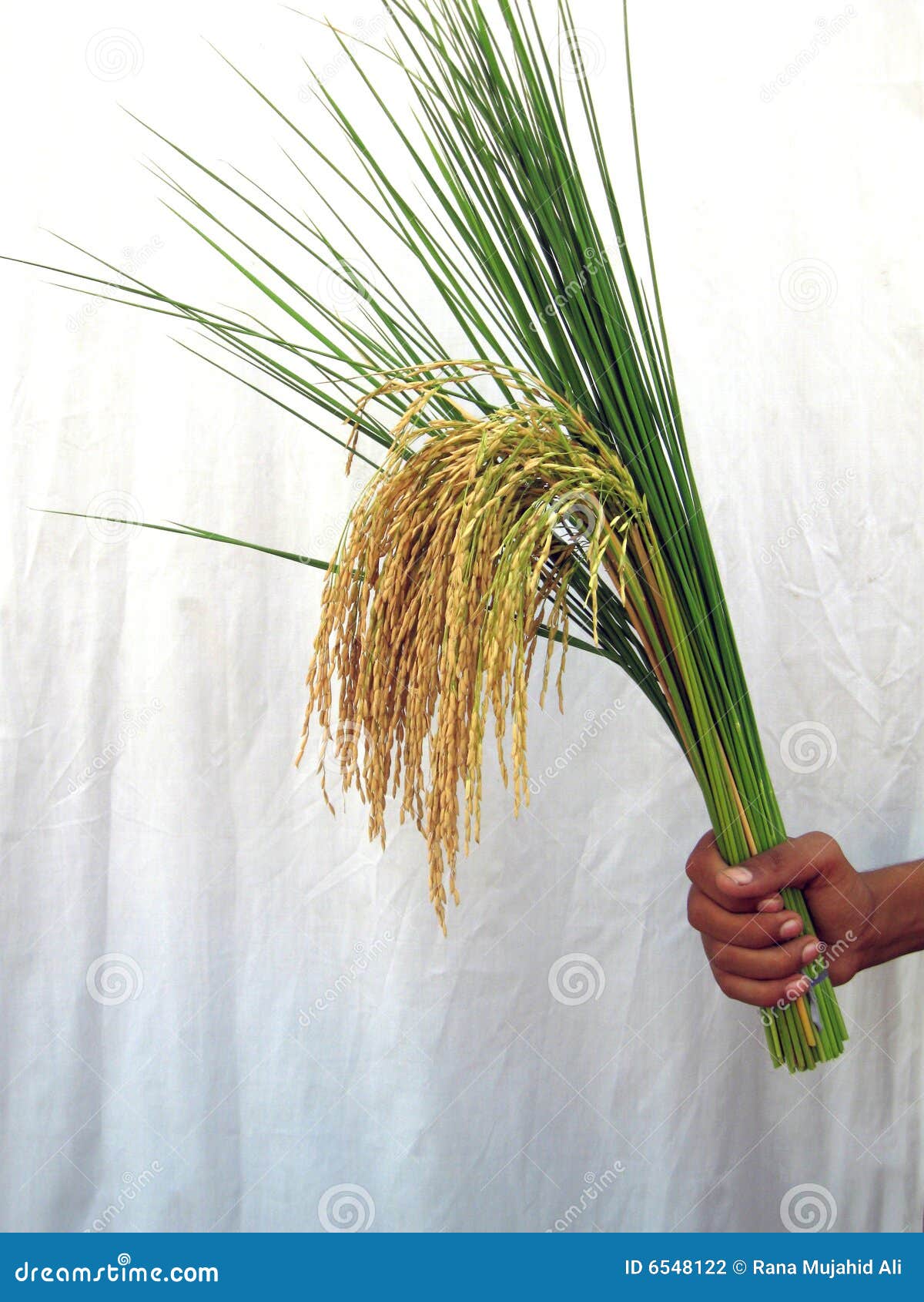 Rice Stalk in Hands 3 stock photo. Image of farming, culture - 6548122