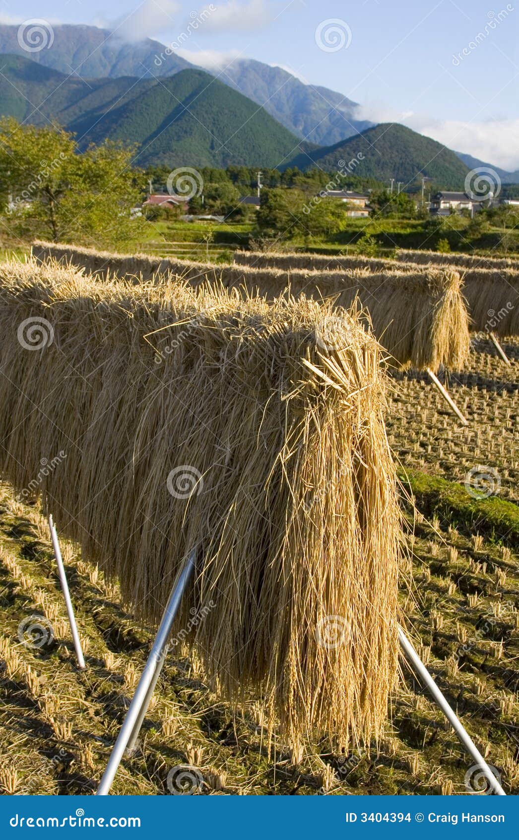 Rice Stalks stock photo. Image of fall, harvest, autumn - 3404394