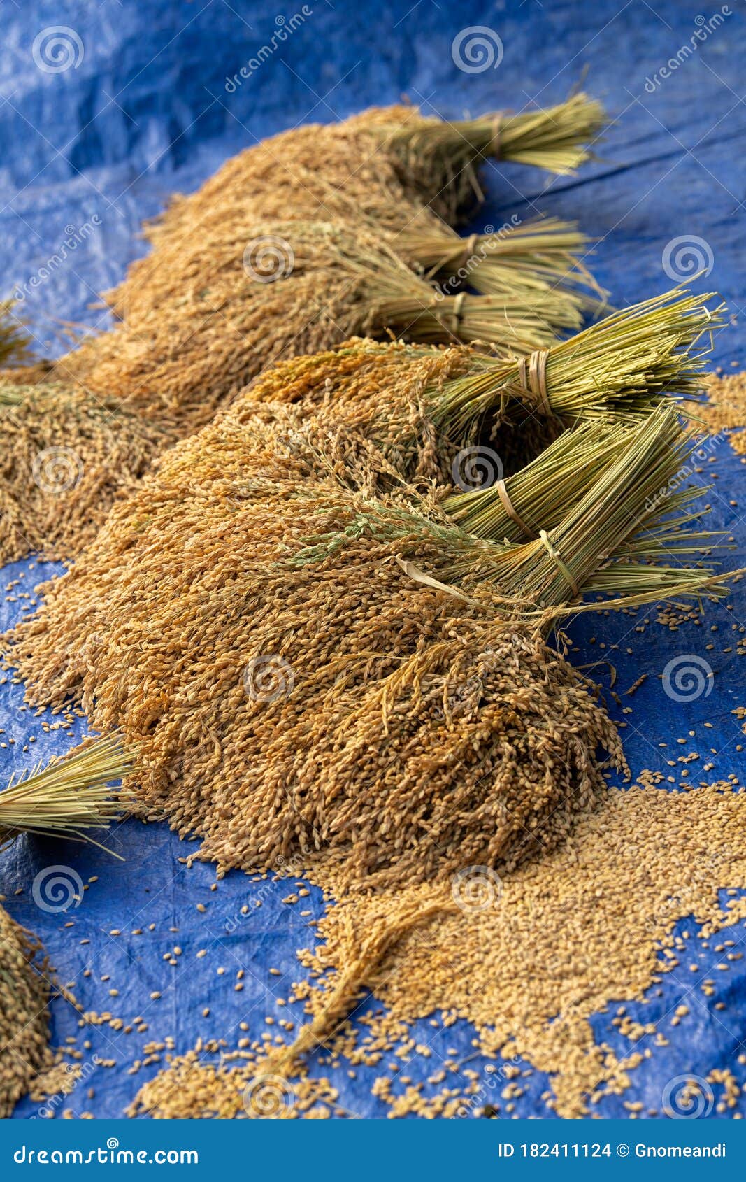 Rice Stalks stock photo. Image of cereal, plant, ripe - 182411124