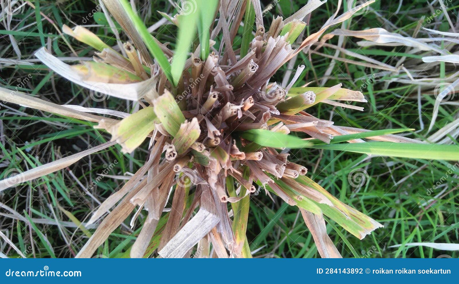 Rice stalks stock photo. Image of crop, stalks, leaf - 284143892