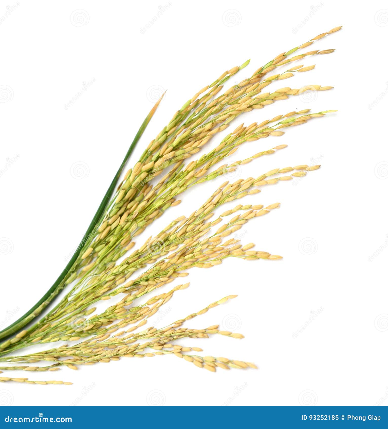 Rice stalks stock image. Image of congee, processing - 93252185