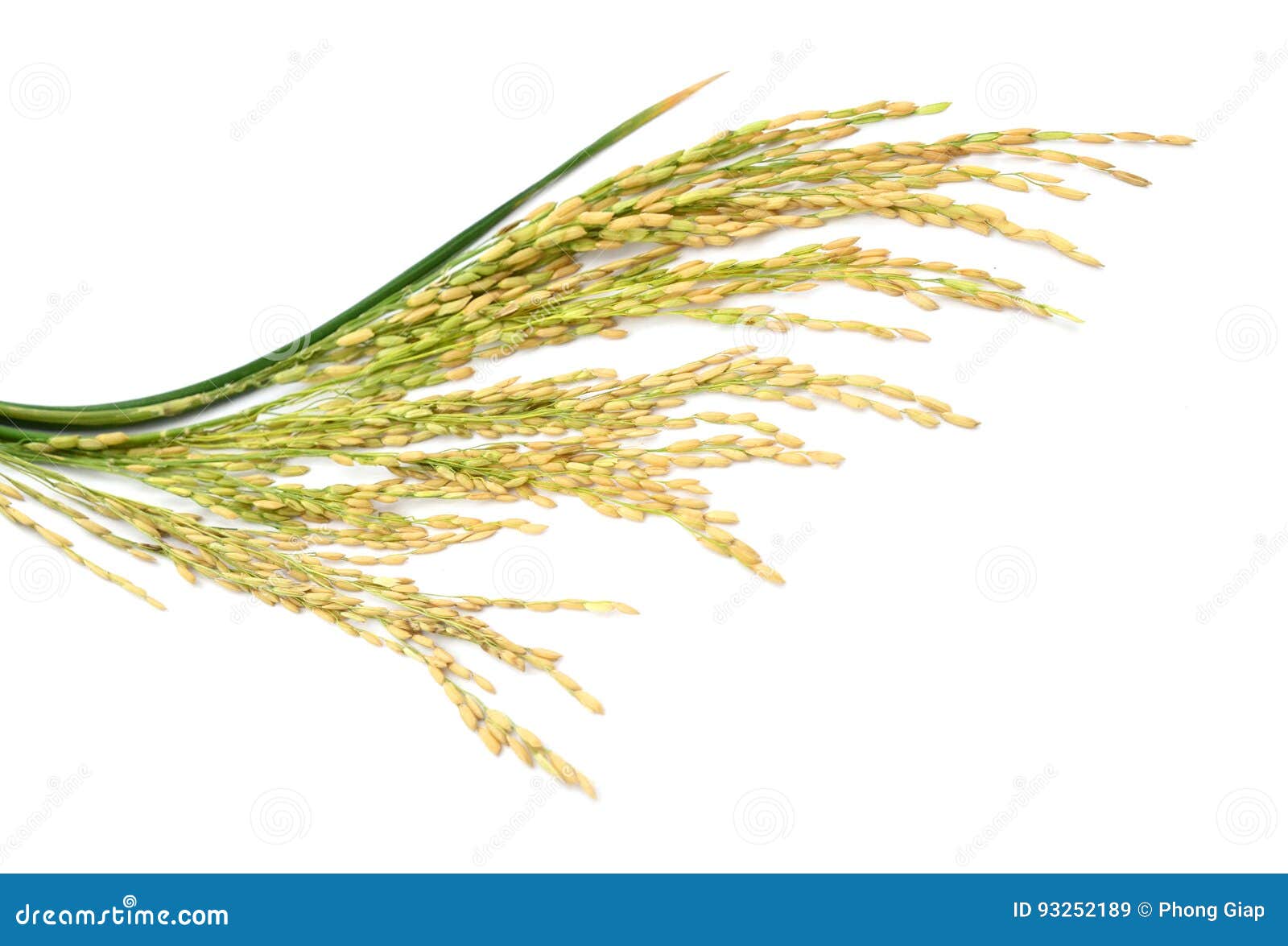 Rice stalks stock image. Image of seashell, yellow, important - 93252189