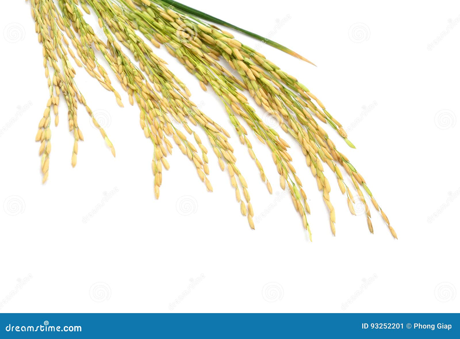 Rice stalks stock image. Image of real, seashell, silk - 93252201