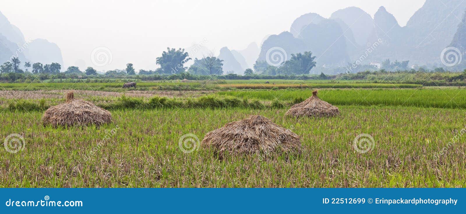 Rice Stalks Drying in Field Stock Image - Image of asian, mountains ...