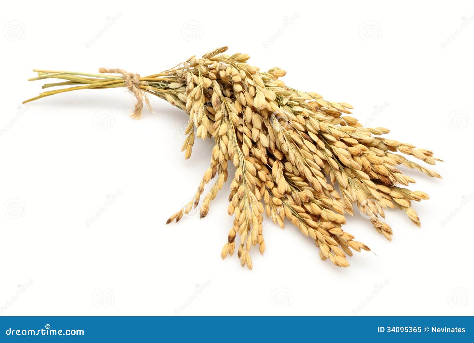Rice Stalks II Royalty-Free Stock Image | CartoonDealer.com #3404392