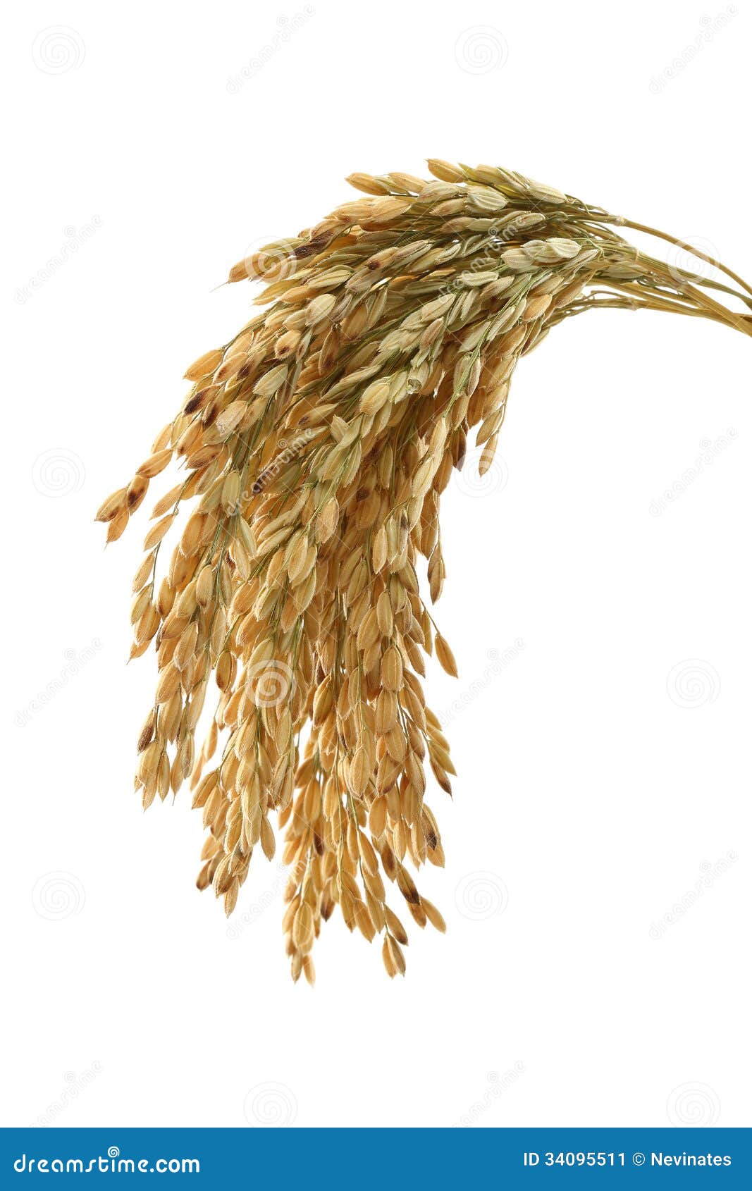 Rice Stalks II Royalty-Free Stock Image | CartoonDealer.com #3404392