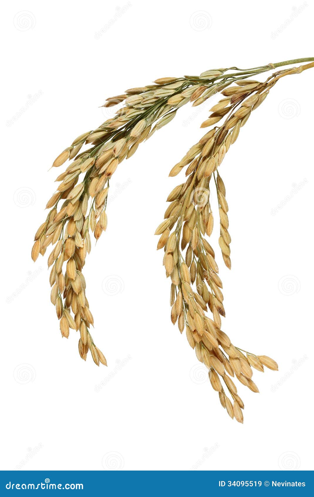 Rice Stalks II Royalty-Free Stock Image | CartoonDealer.com #3404392