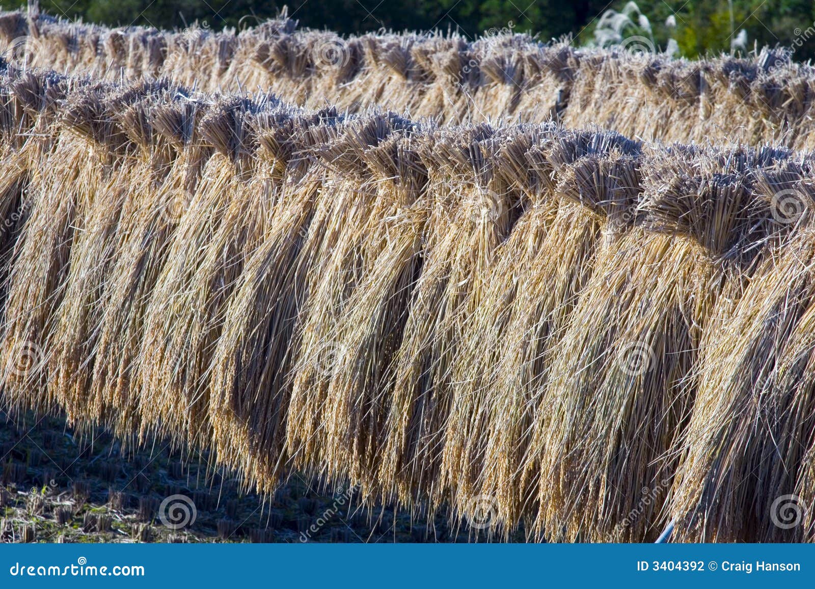 Rice Stalks II stock photo. Image of japanese, produce - 3404392