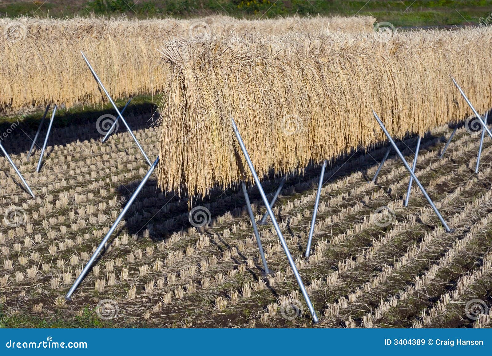 Rice Stalks III stock image. Image of farm, stalks, asia - 3404389