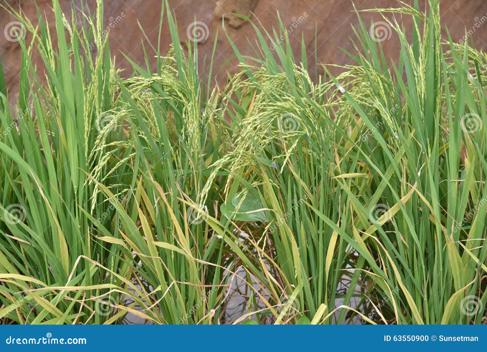 Rice Stalks in a Paddy Field Stock Photo - Image of field, crop: 63550900