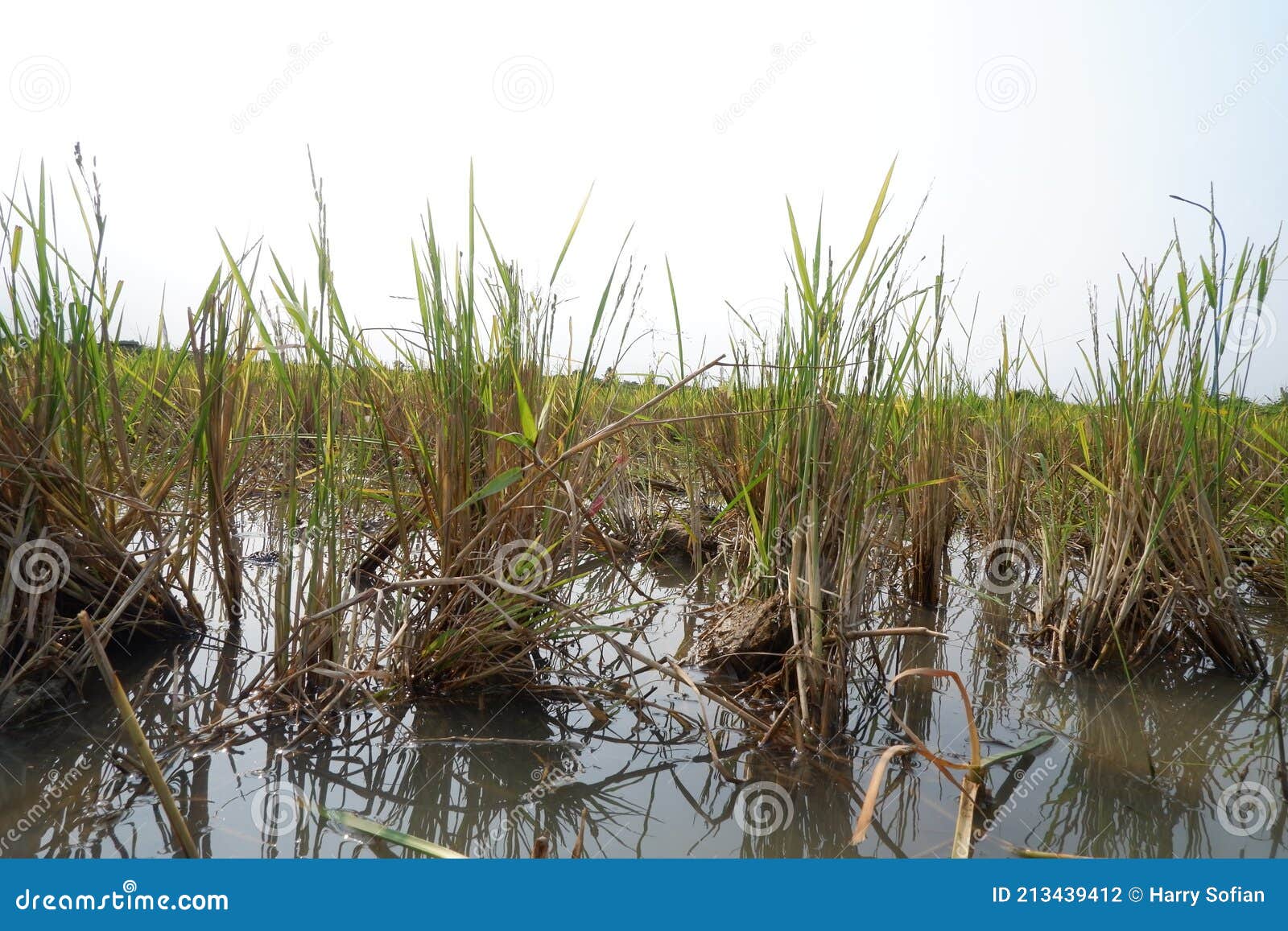 Rice stalks stock photo. Image of element, crop, agricultural - 213439412