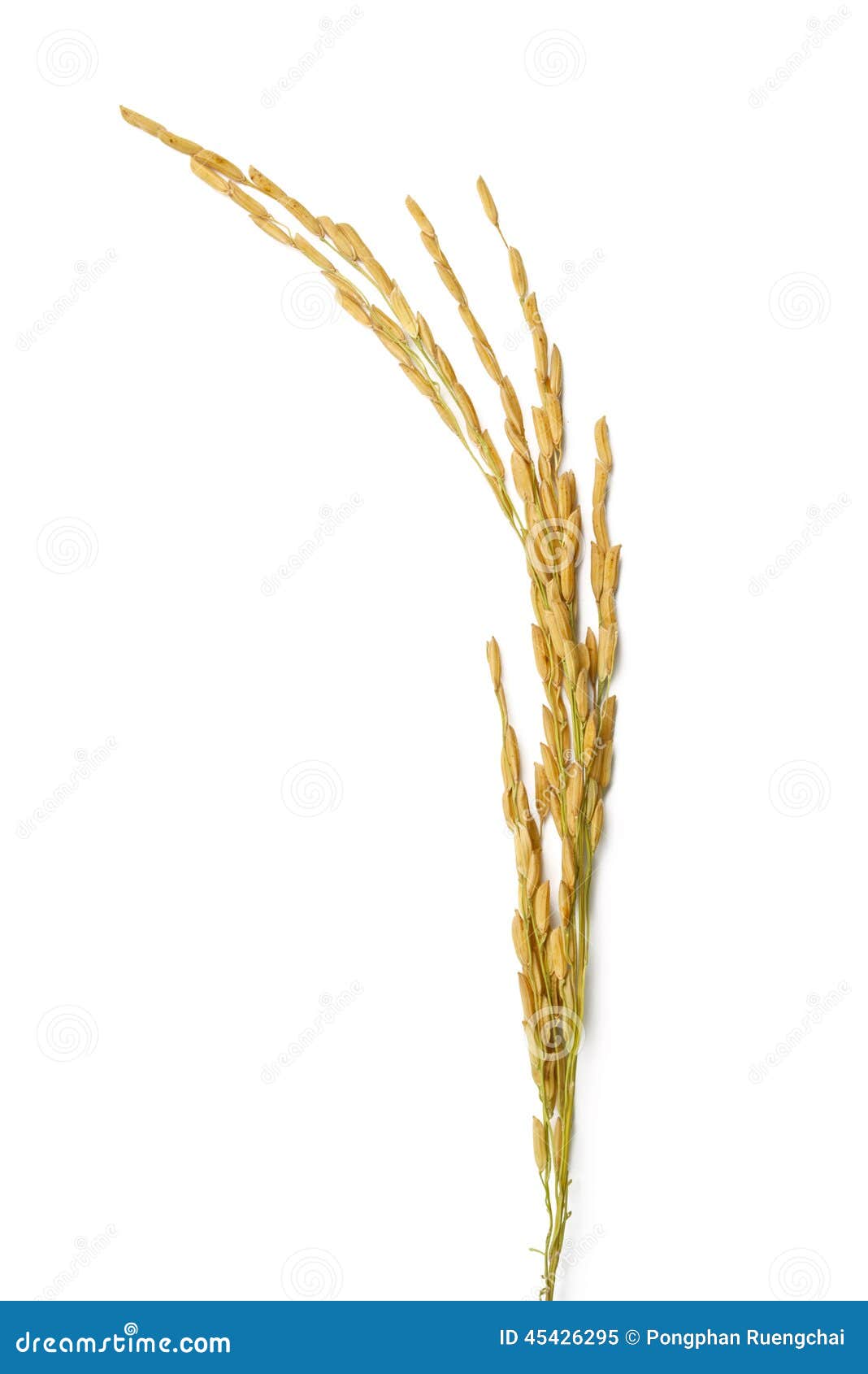 Rice Stalks II Royalty-Free Stock Image | CartoonDealer.com #3404392