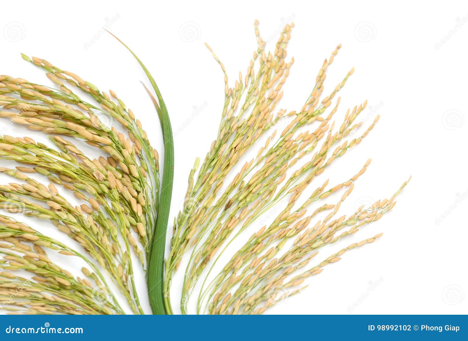 Rice Stalks on White Backgroundd Stock Photo - Image of important ...