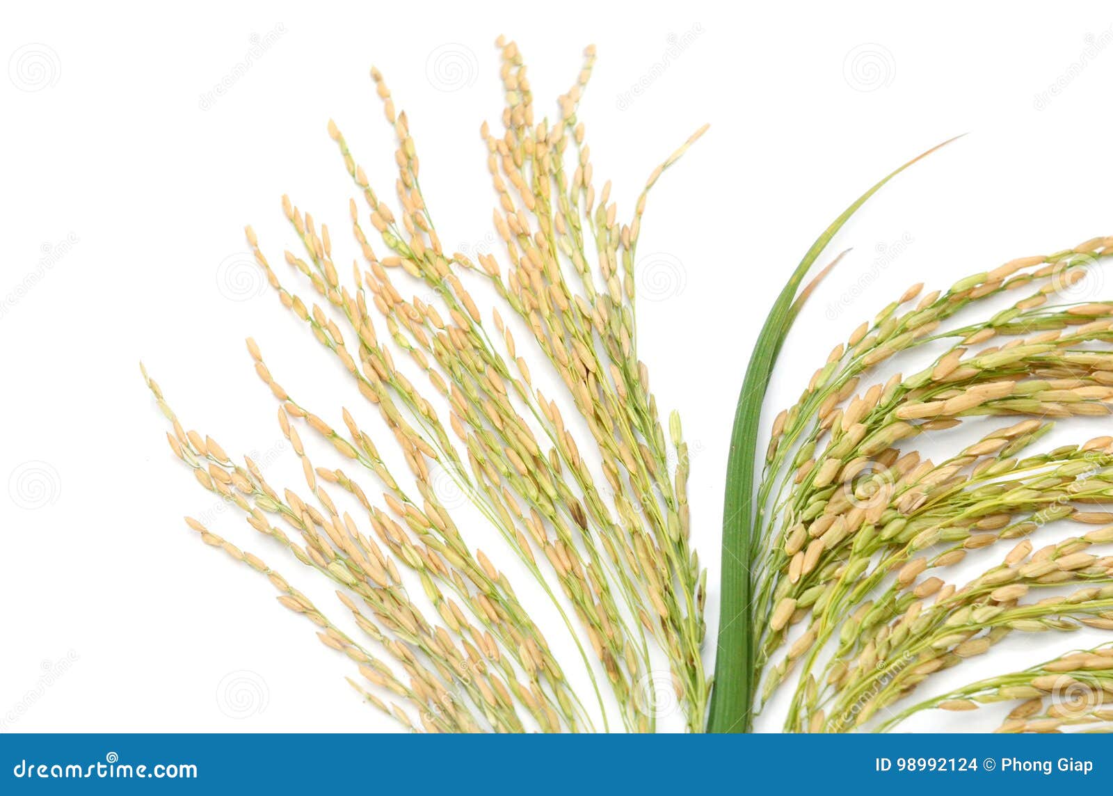 Rice Stalks on White Backgroundd Stock Photo - Image of real ...