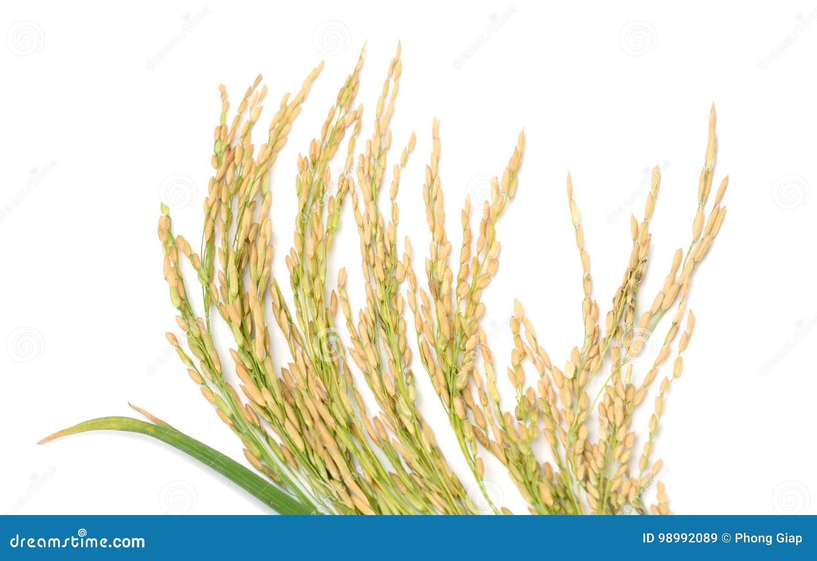 Rice Stalks on White Backgroundd Stock Image - Image of seashell, grain ...