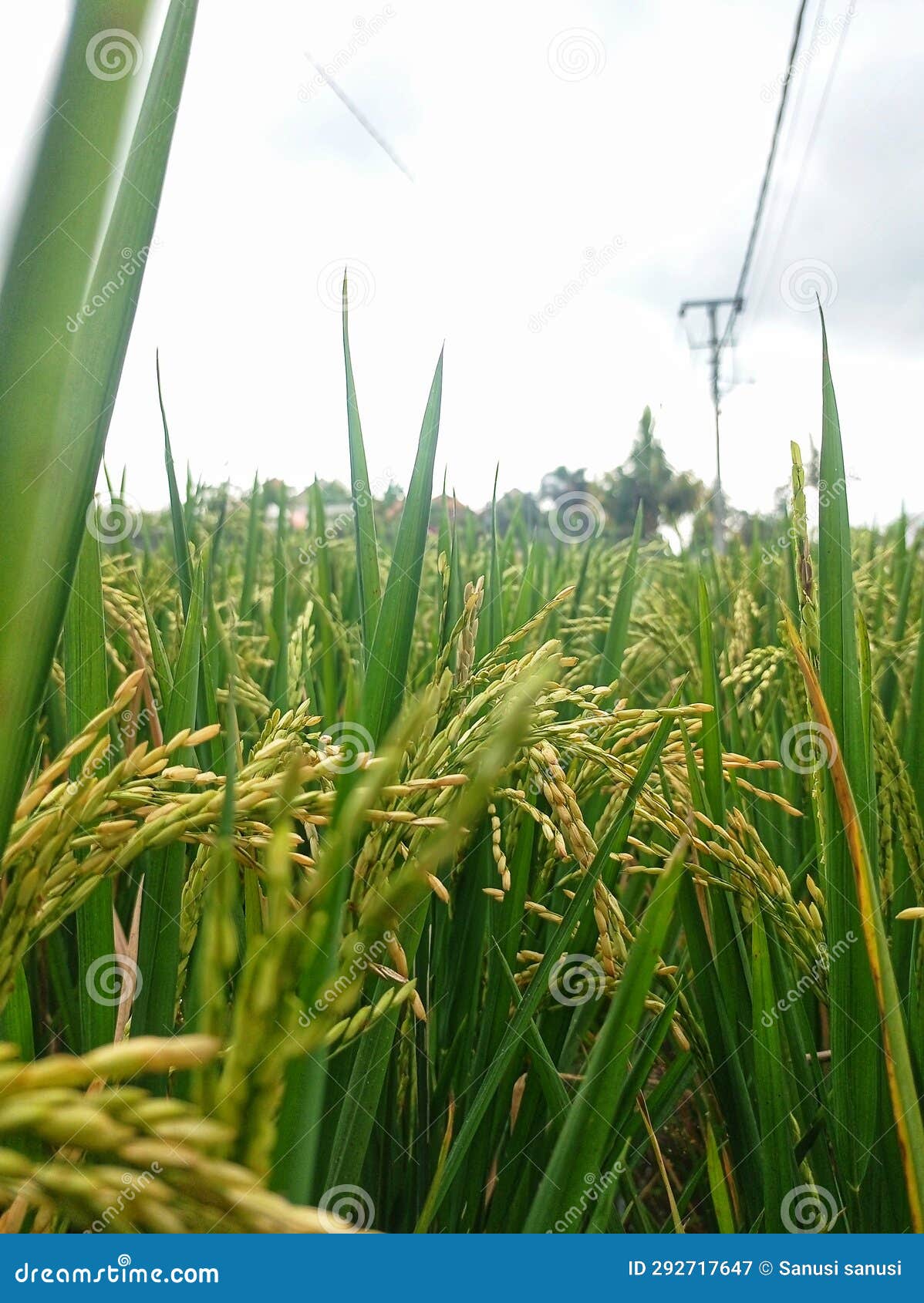 Rice that is Starting To Turn Yellow Stock Image - Image of starting ...