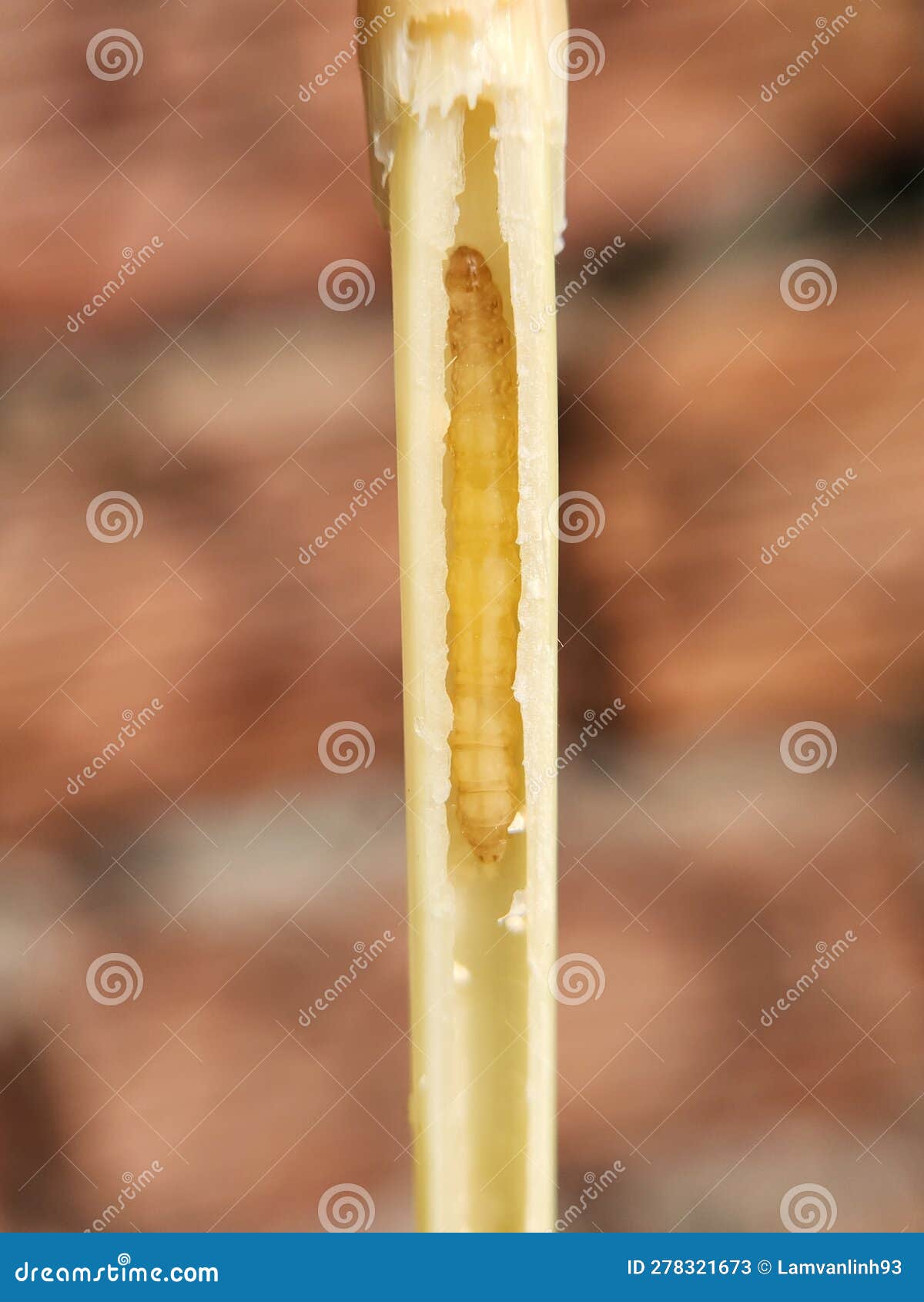 Rice Stem Borer Larvae Attack Inside of Rice Stem . Stock Image - Image ...
