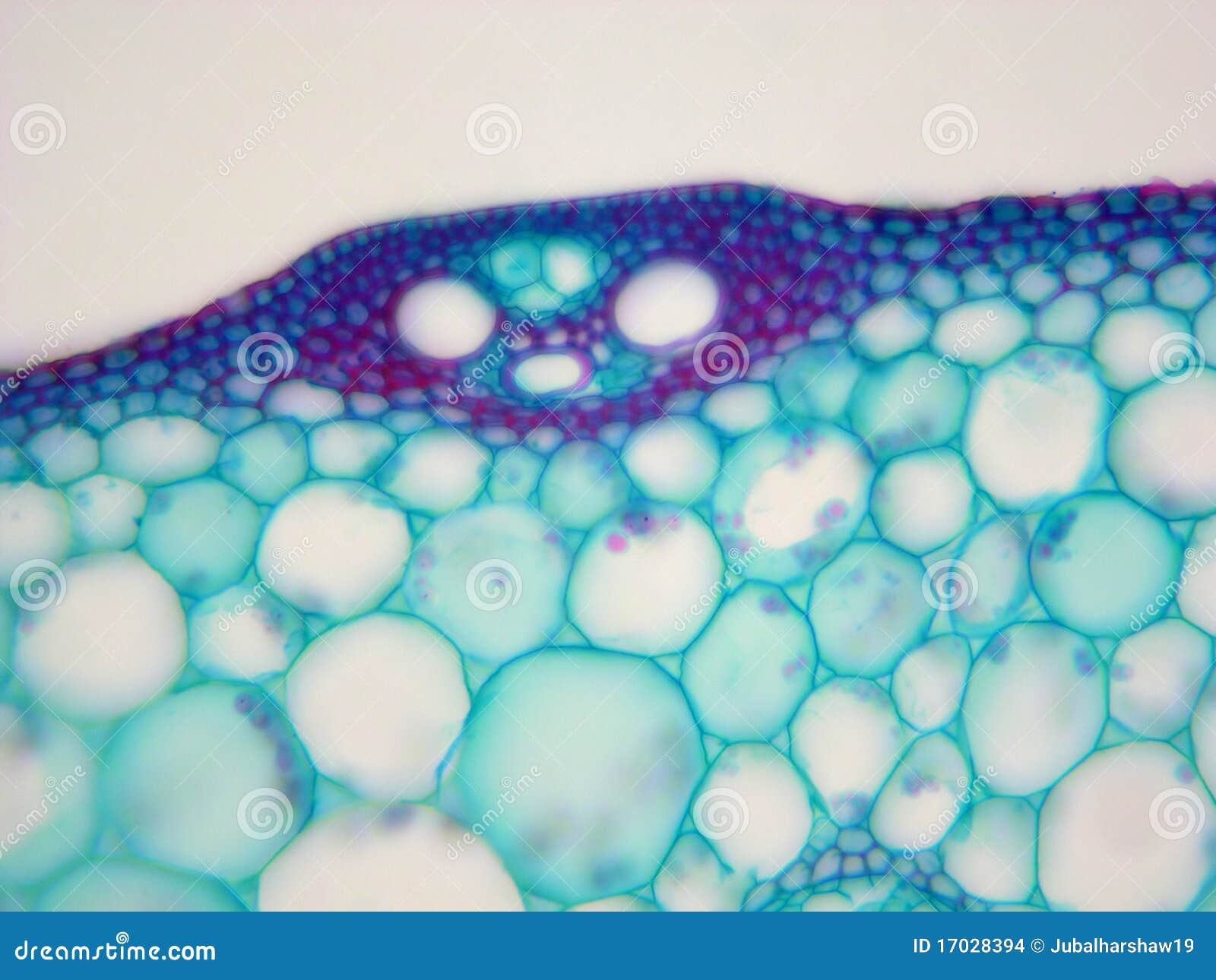 Rice Stem, Cross Section, High Power Stock Photo - Image of educational ...