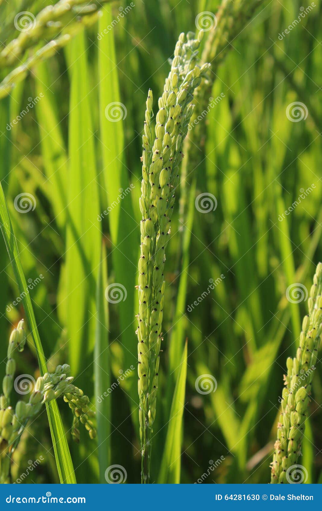 Rice Stem Maturing on a Plant Stock Photo - Image of grain, anther ...