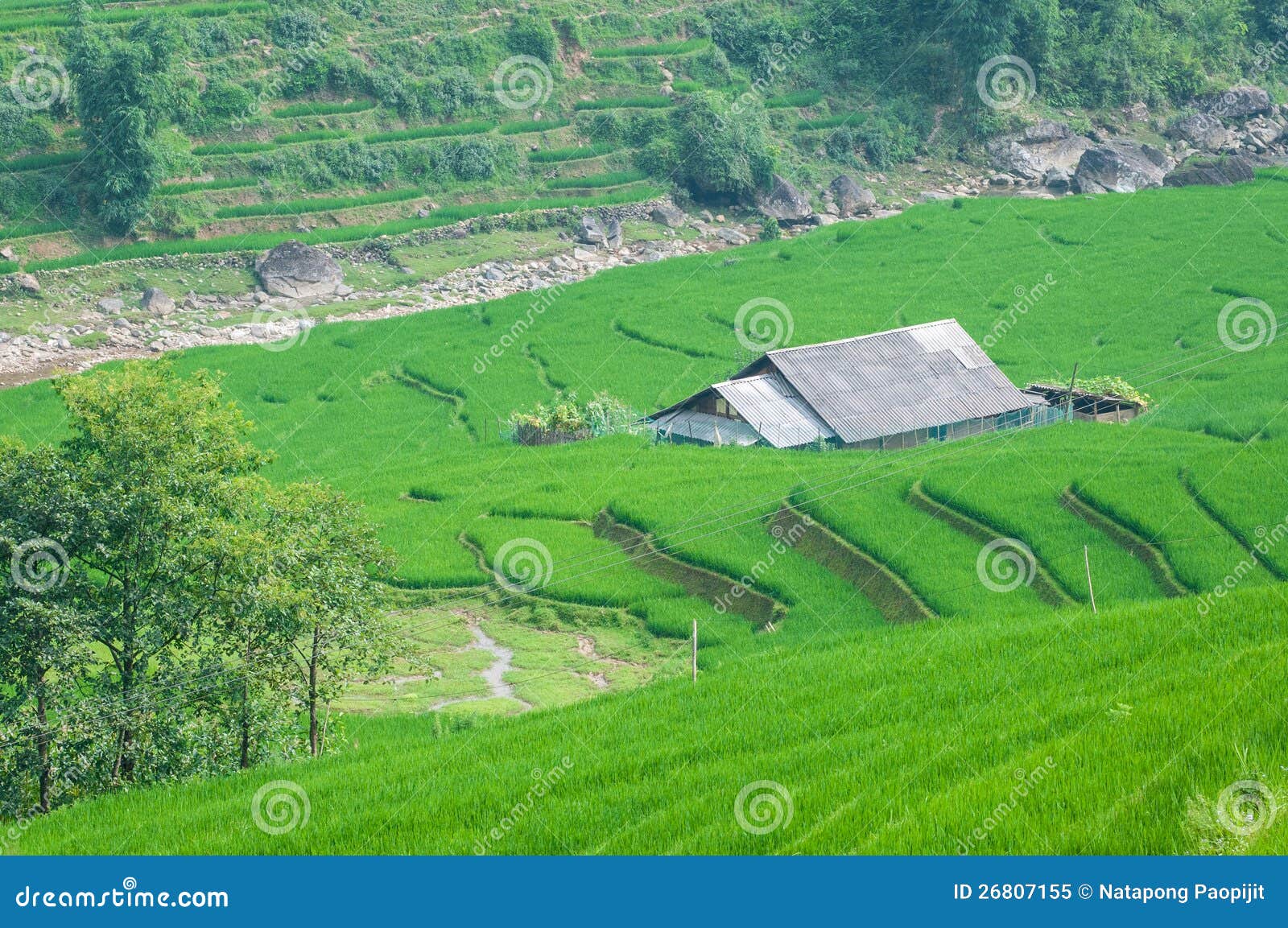 Rice Step Terrace in Vietnam Stock Image - Image of paddy, plantation ...