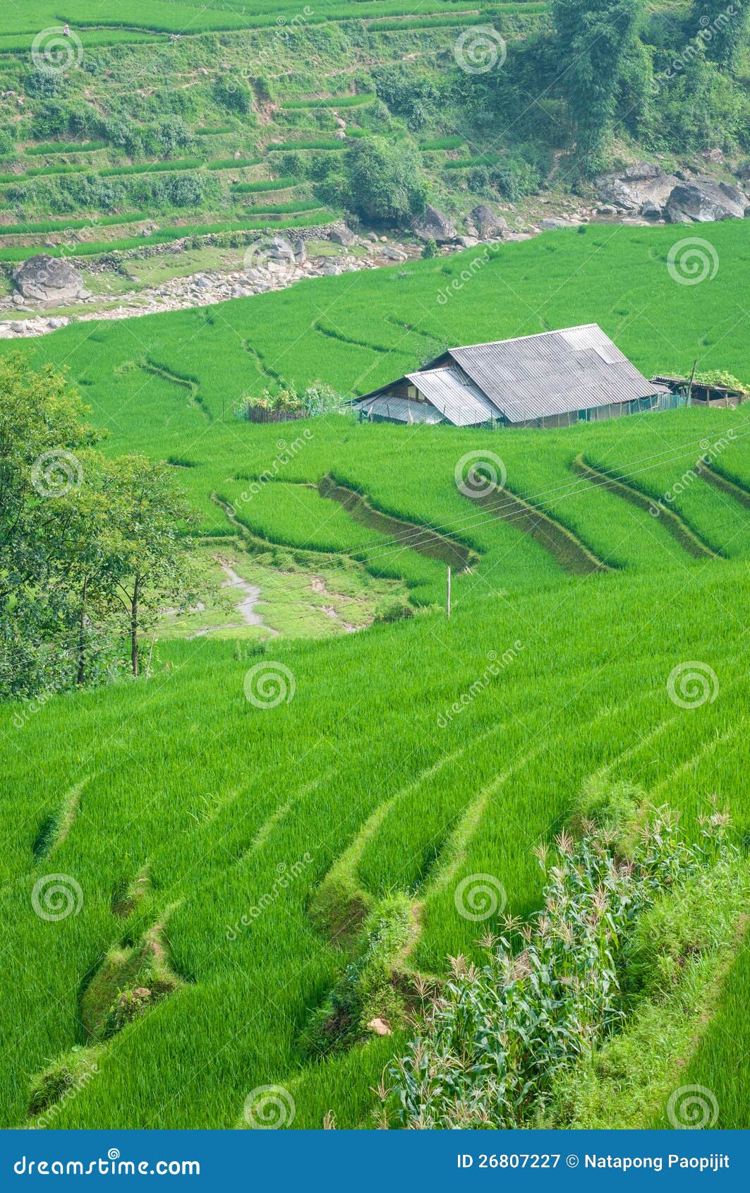 Rice Step Terrace in Vietnam Stock Image - Image of asia, pattern: 26807227