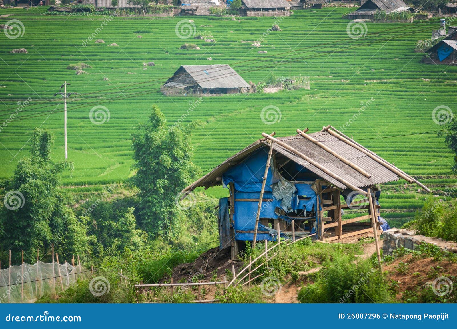 Rice Step Terrace in Vietnam Stock Photo - Image of landscape, outdoor ...