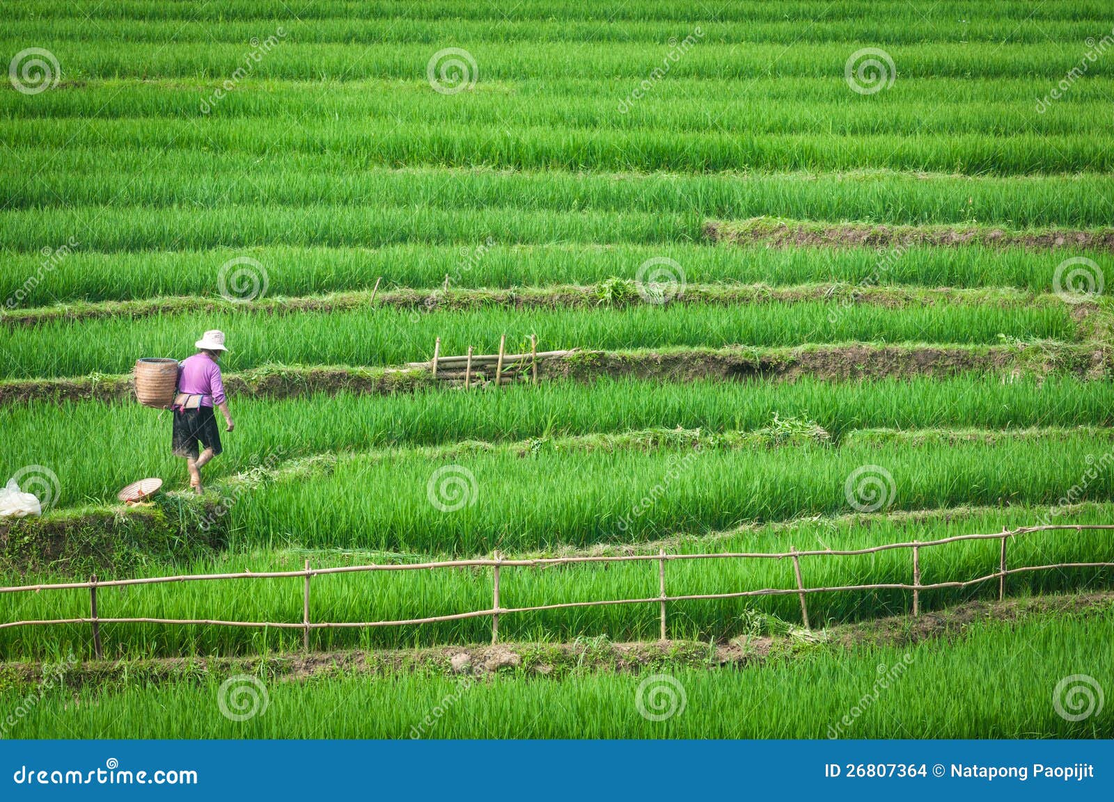 Rice Step Terrace in Vietnam Editorial Stock Image - Image of field ...
