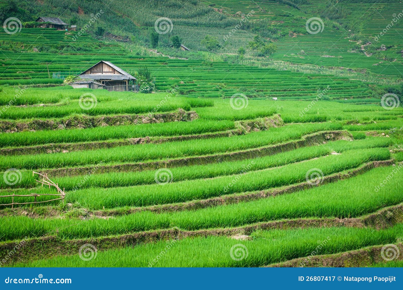 Rice Step Terrace in Vietnam Stock Image - Image of outdoor, growing ...