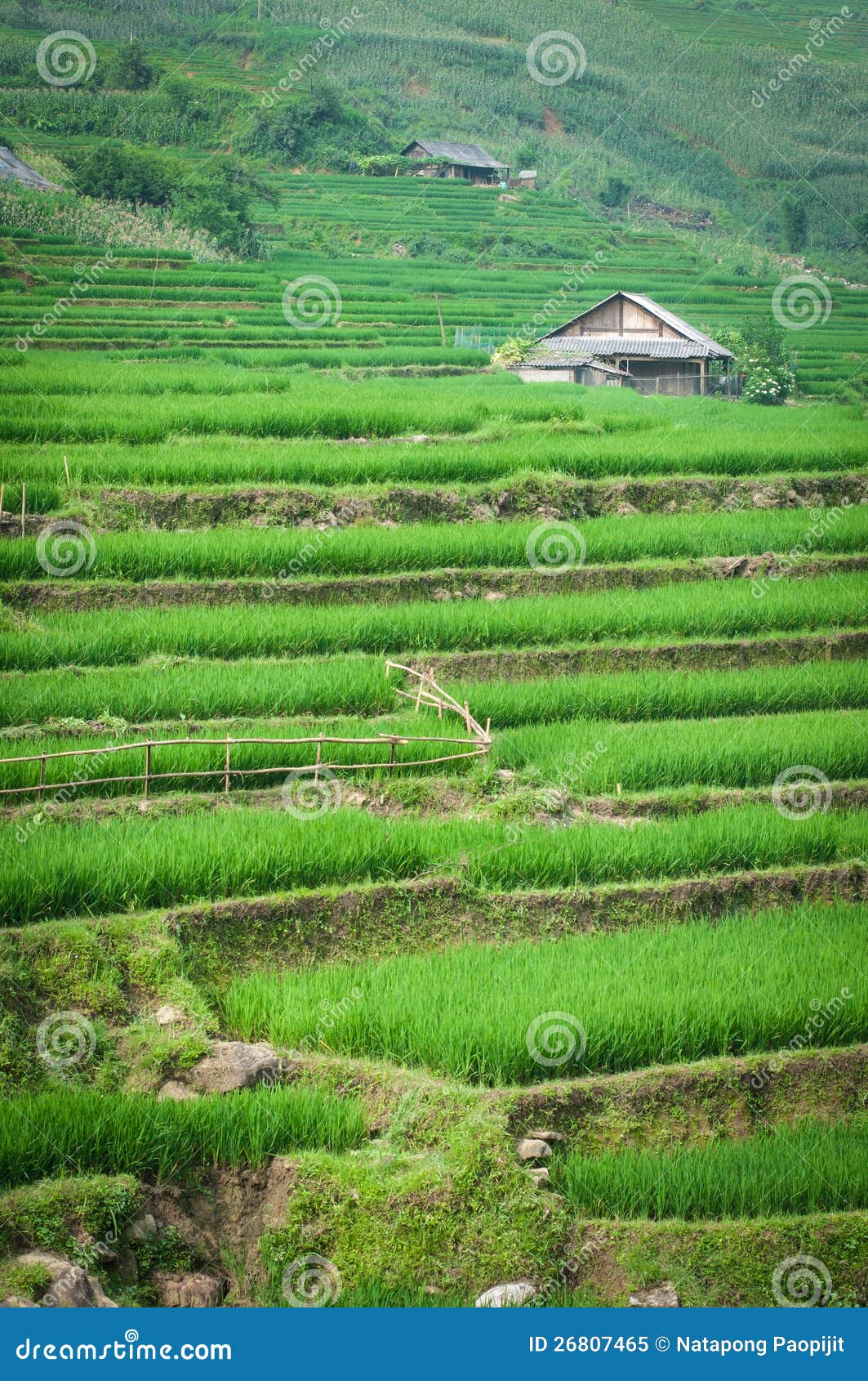 Rice Step Terrace in Vietnam Stock Image - Image of harvest, grow: 26807465