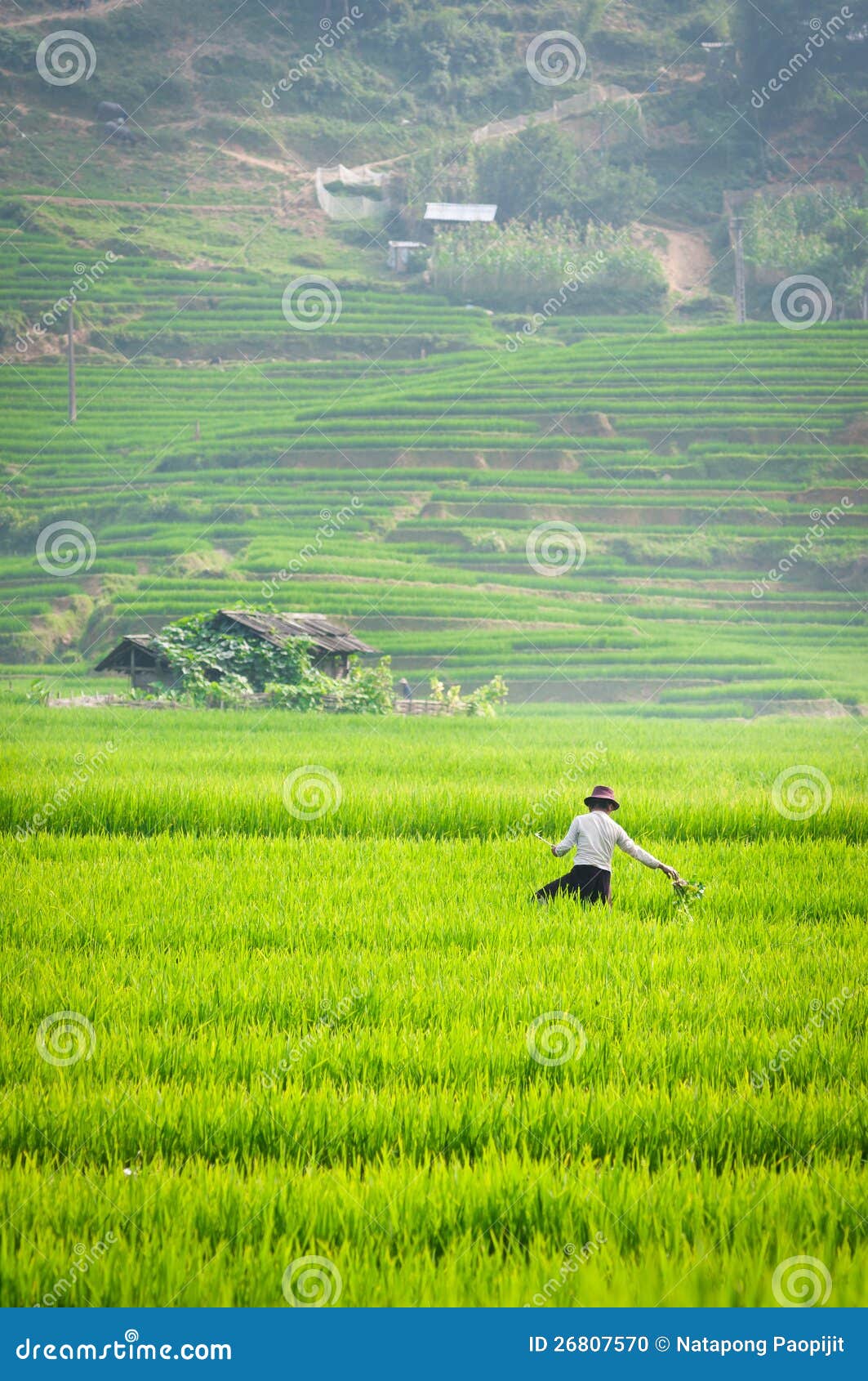 Rice Step Terrace in Vietnam Editorial Image - Image of rice, growing ...
