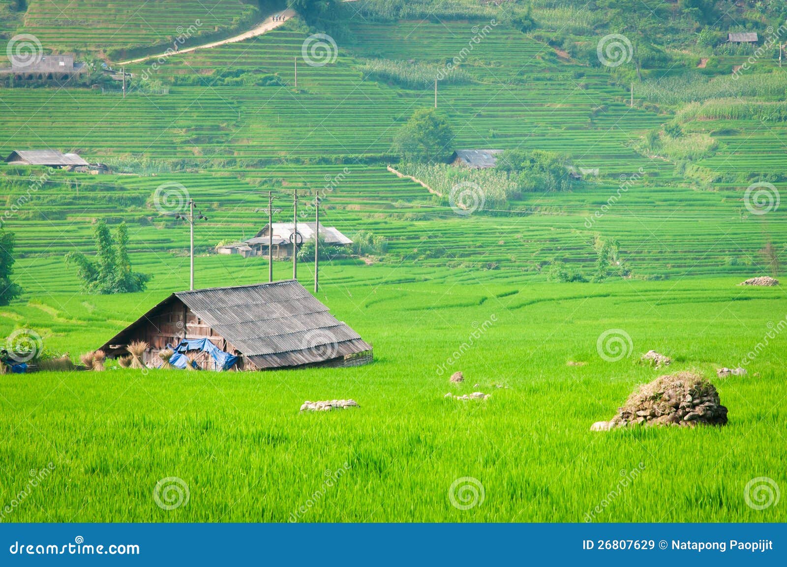Rice Step Terrace in Vietnam Stock Image - Image of pattern, food: 26807629