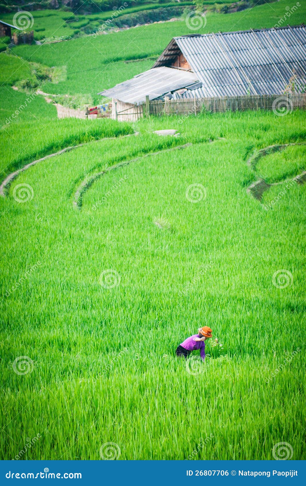 Rice Step Terrace in Vietnam Editorial Photo - Image of eastern, plant ...